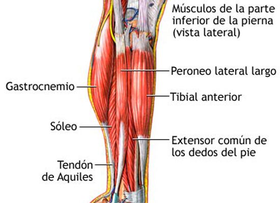 Importancia del músculo tibial anterior en el cuerpo