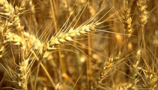 Propiedades del germen de trigo y sus beneficios